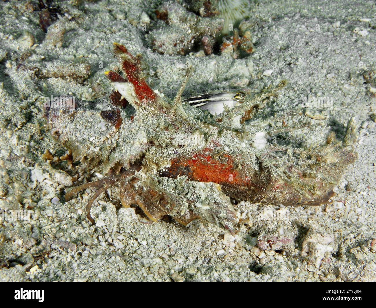Red coloured Spiny Devilfish (Inimicus didactylus) on the seabed, dive ...