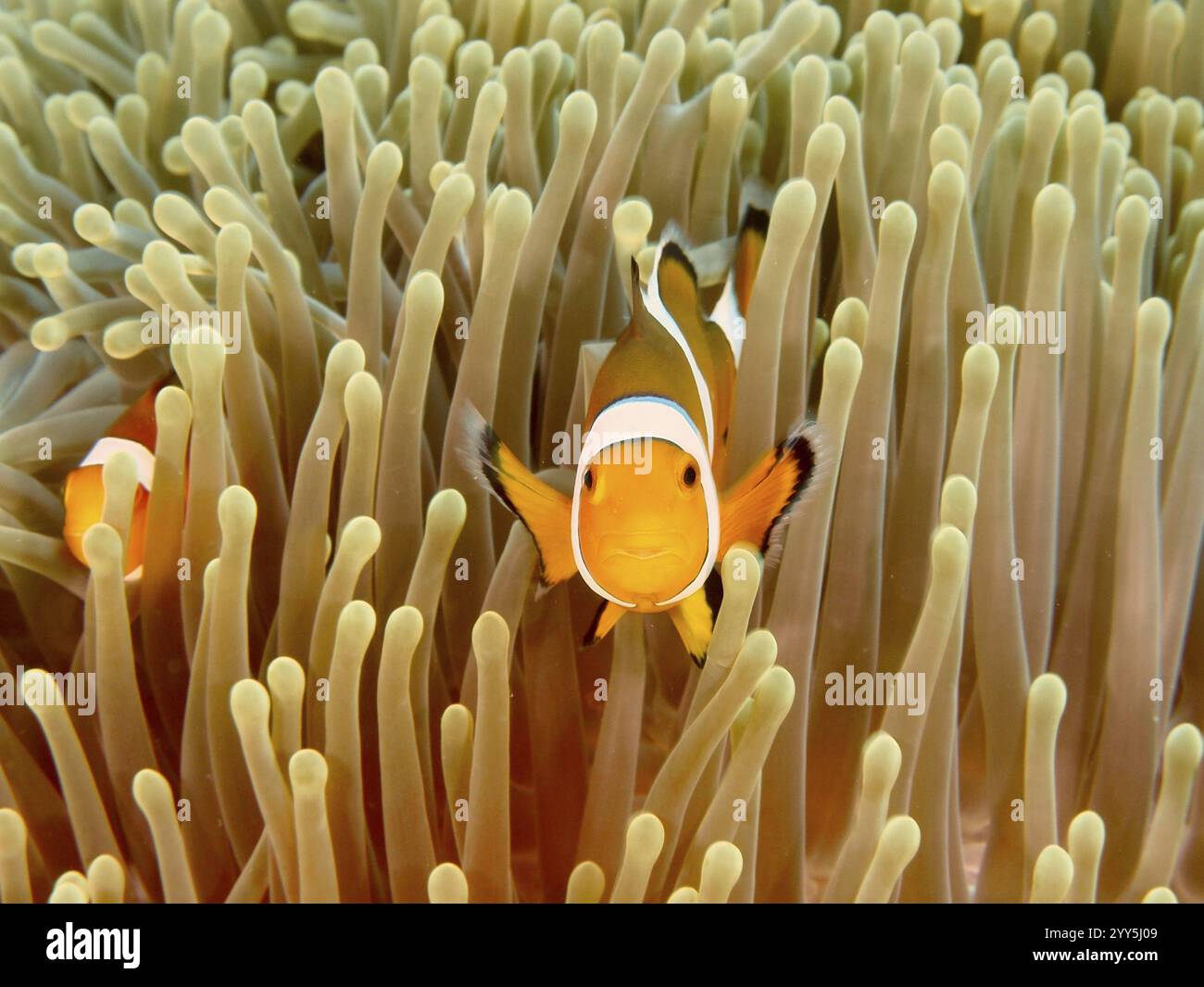 Two Ocellaris Clownfish (Amphiprion ocellaris), Nemo, swimming through ...
