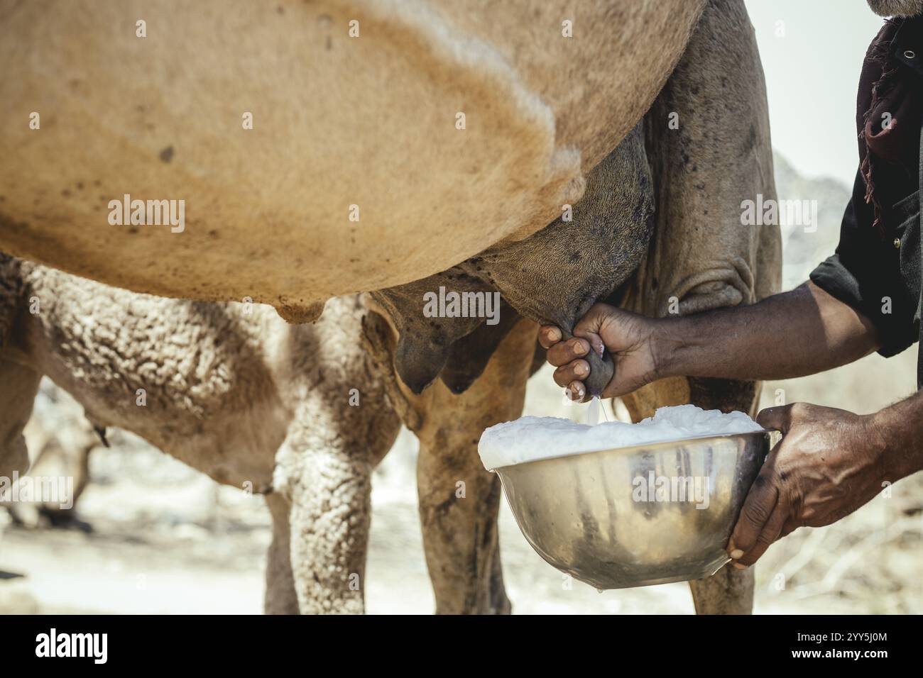 Ali milking a camel (camelus dromedarius), camel farm of Sheikh Ahmed Ali Al-Mahri, Sarfeit ...