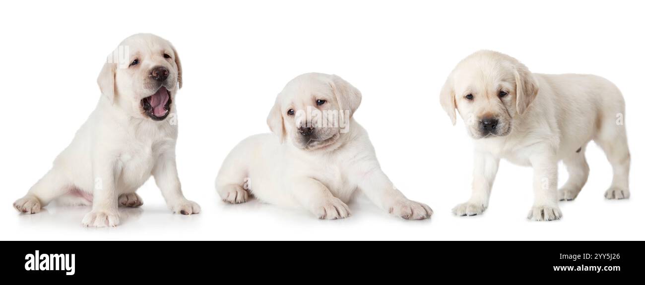 Six weeks old purebred Labrador puppy isolated on white background ...
