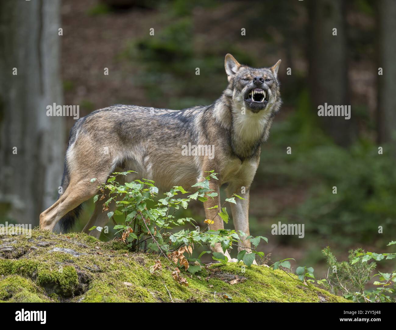 Wolf baring teeth hi-res stock photography and images - Alamy