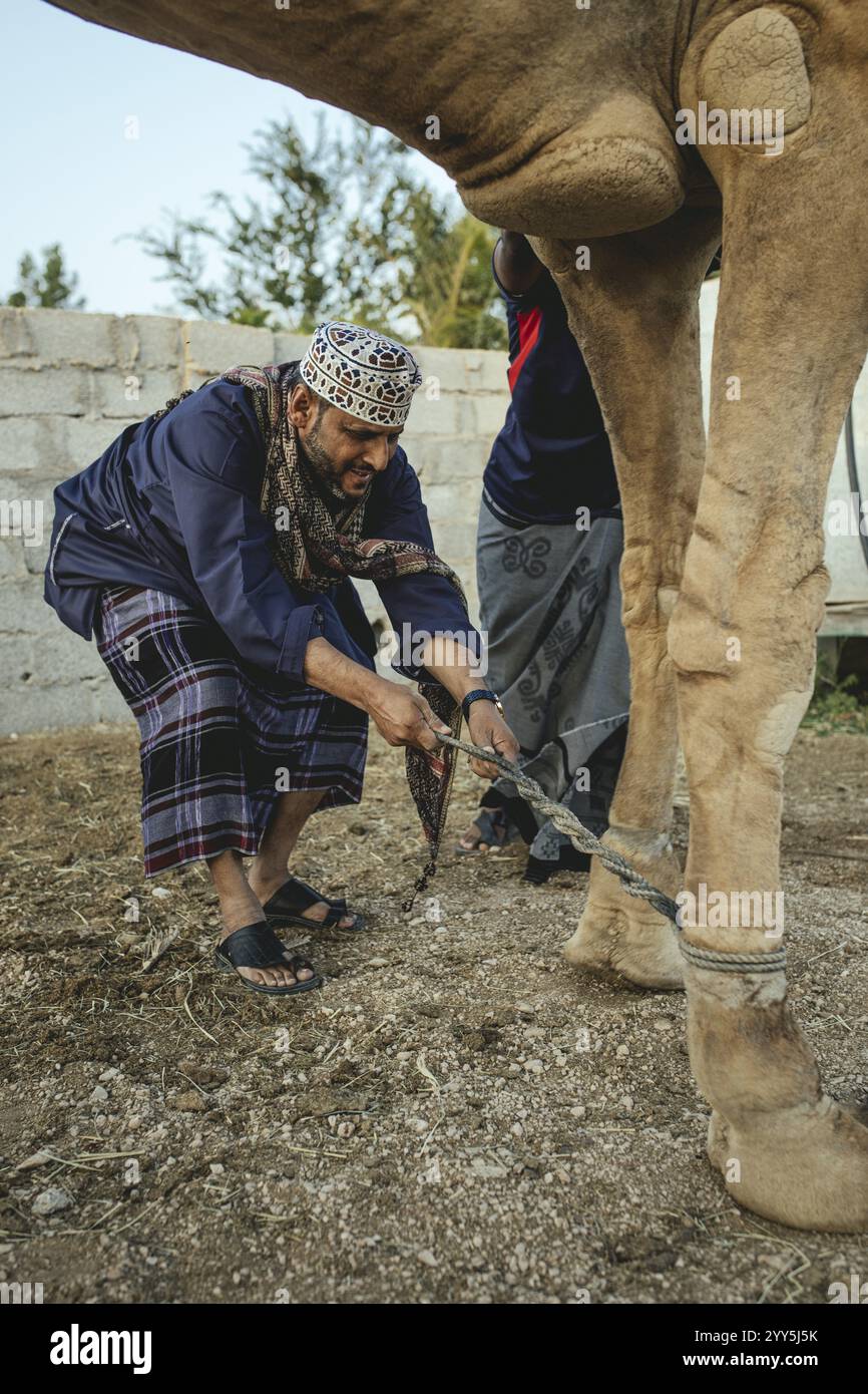 Said Shahari, camel farmer, tying the front legs of a young camel bull ...