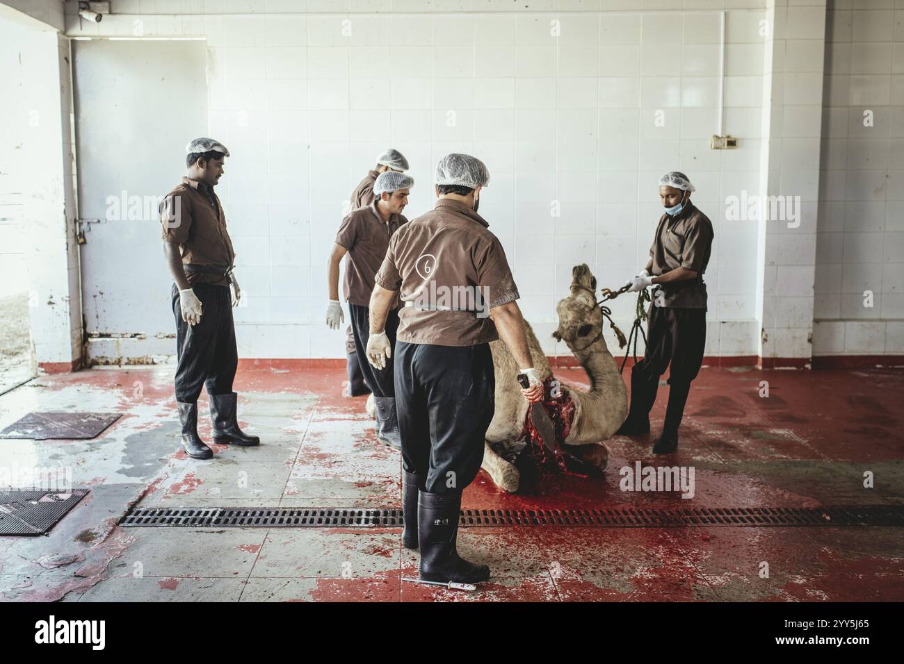 Camel slaughter (halal), Salalah slaughterhouse, Dhofar, Oman, Asia ...