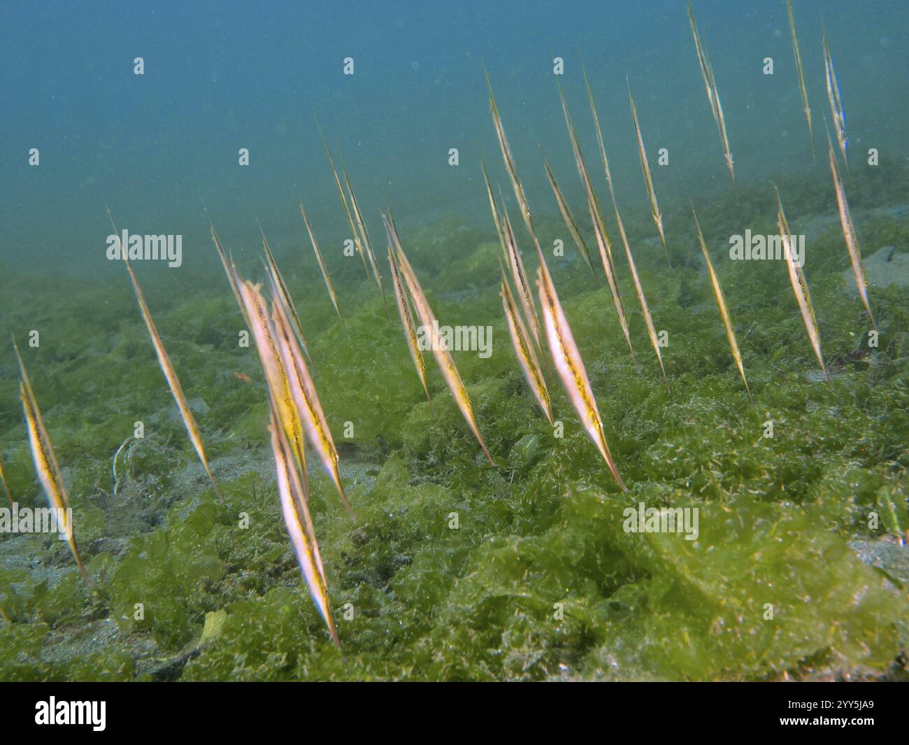 A group of slender fish, jointed razorfish, razorfish (Aeoliscus ...