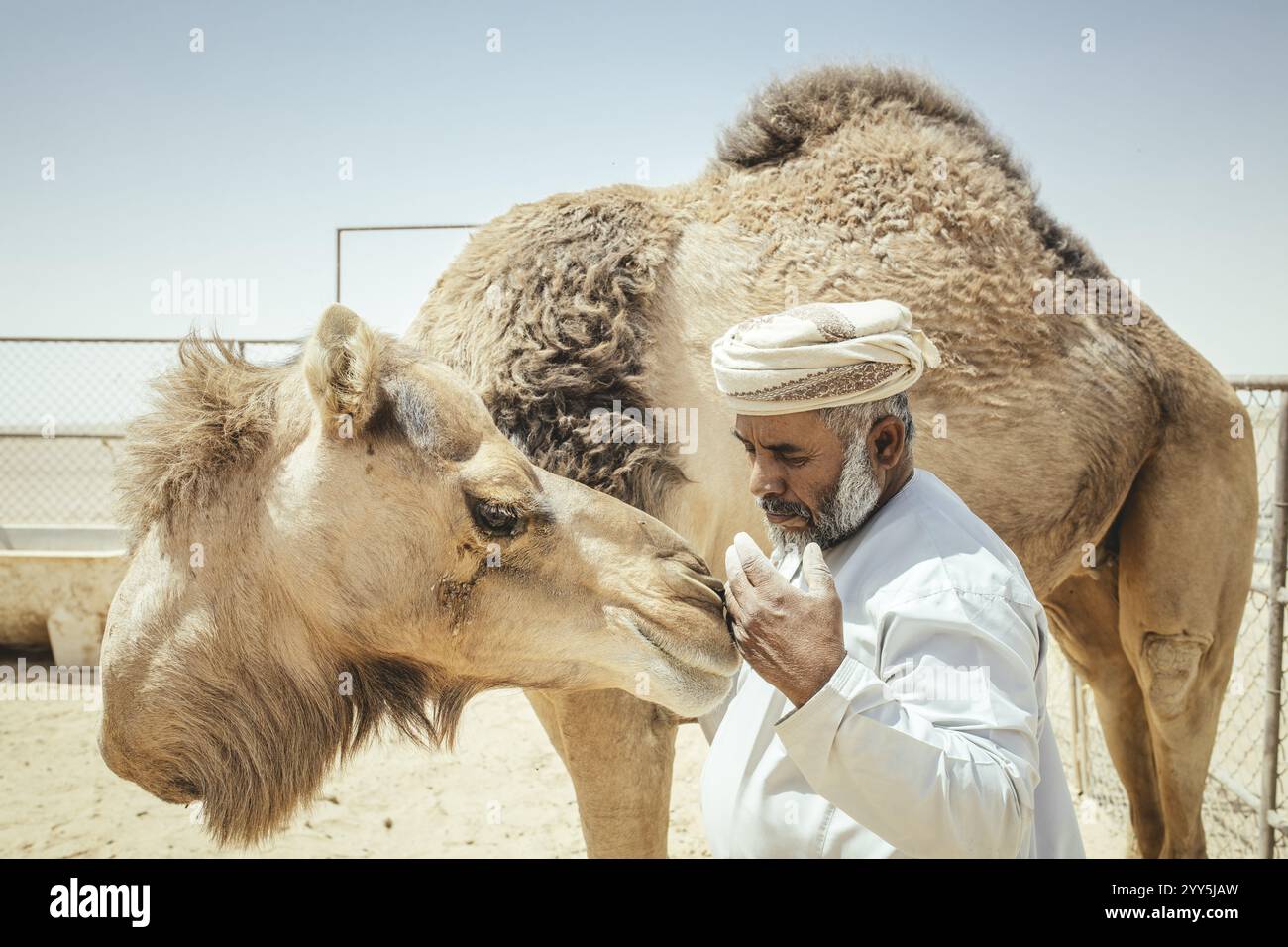 Camel breeder with his dromedaries (Camelus dromedarius) on his farm ...