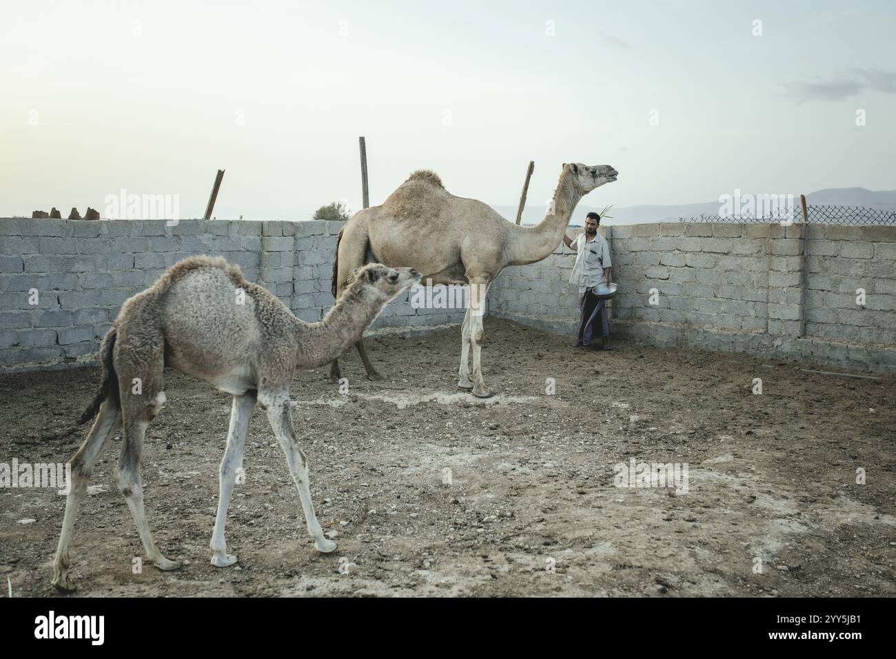 Dromedaries (Camelus dromedarius) in front of milking, camel farm ...