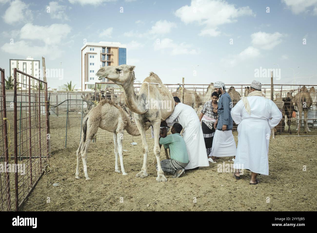 Camel trader with dromedaries (Camelus dromedarius), camel souk Salalah ...