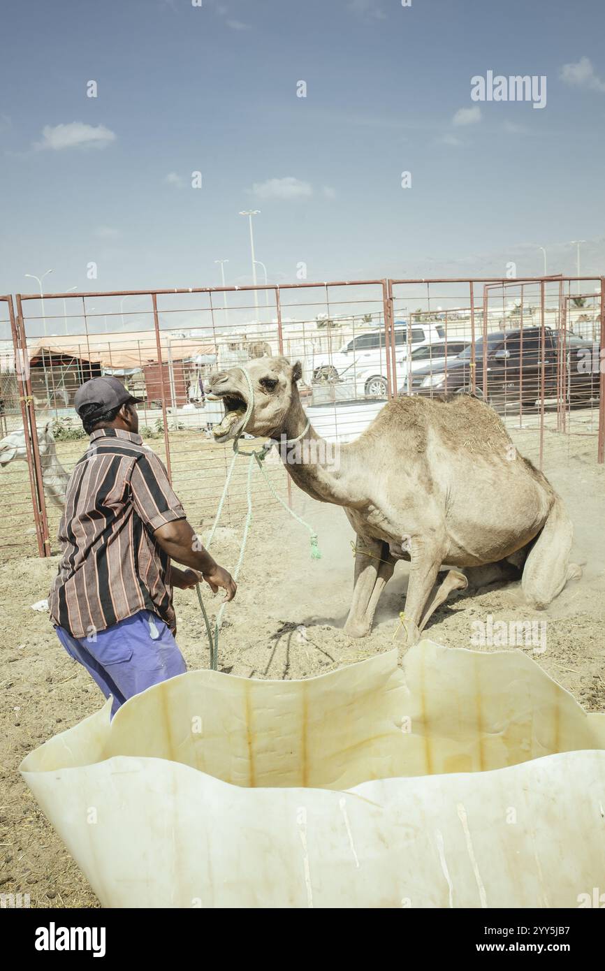 Camel trader with dromedary (Camelus dromedarius), camel souk Salalah, Dhofar, Oman, Asia Stock ...