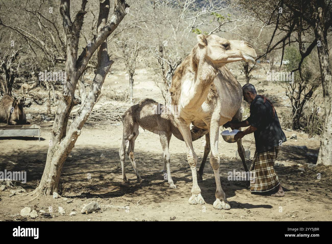Ali milking a camel (camelus dromedarius), camel farm of Sheikh Ahmed ...