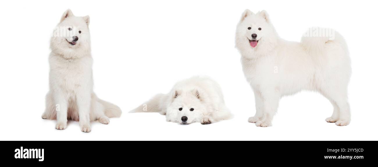 Photo collage of Samoyed dog, studio shot on white background Stock ...