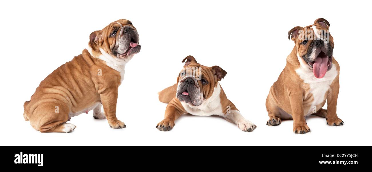 Photo collage of English Bulldog studio shot on white background Stock ...