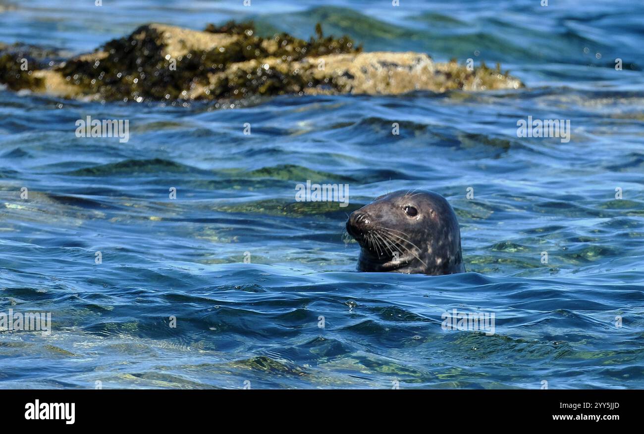 Pinnipeds, commonly known as seals, are a widely distributed and ...
