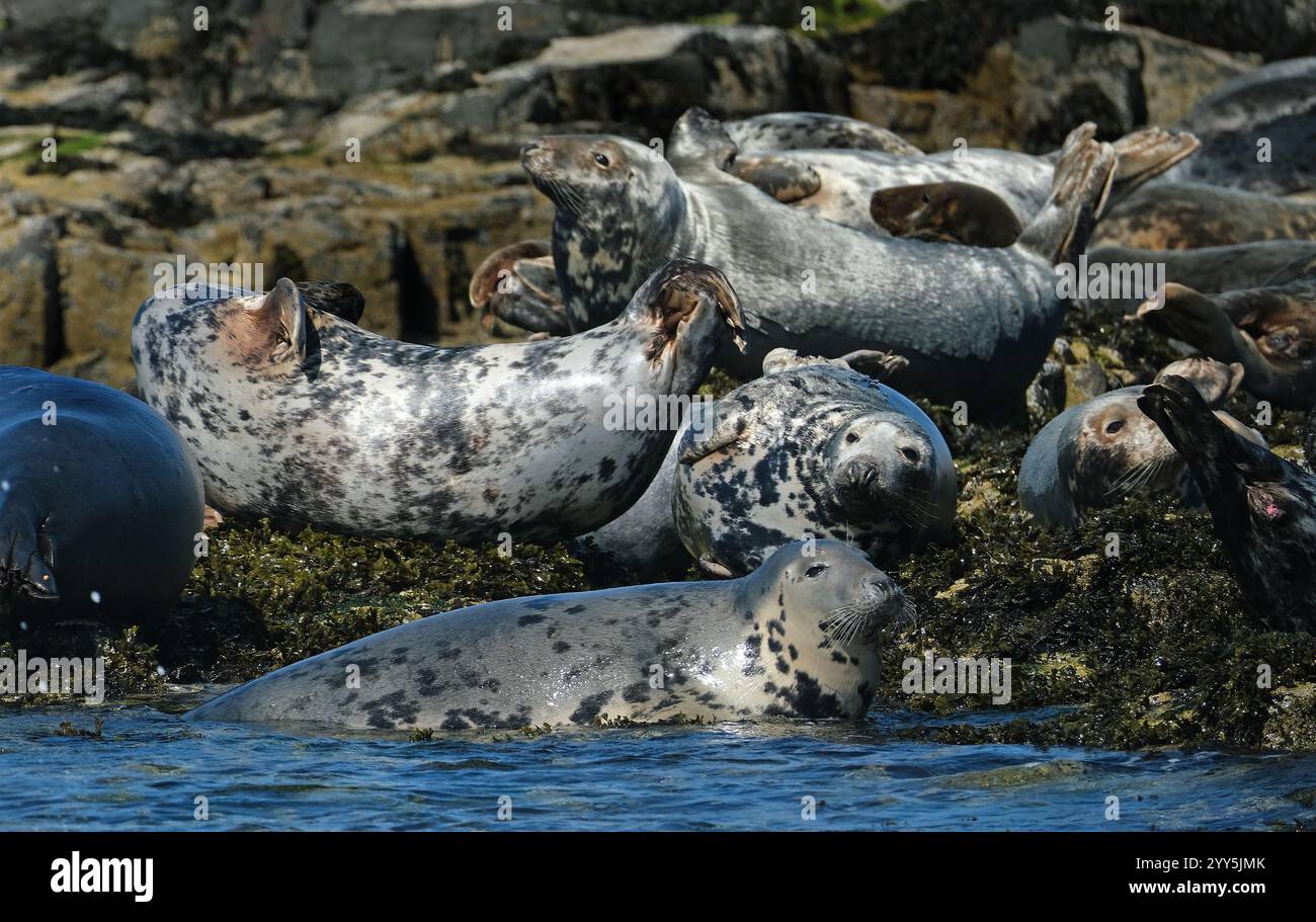 Pinnipeds, commonly known as seals, are a widely distributed and ...