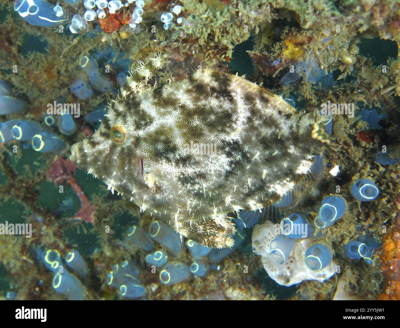 Camouflaged seagrass filefish (Acreichthys tomentosus) moves in a ...