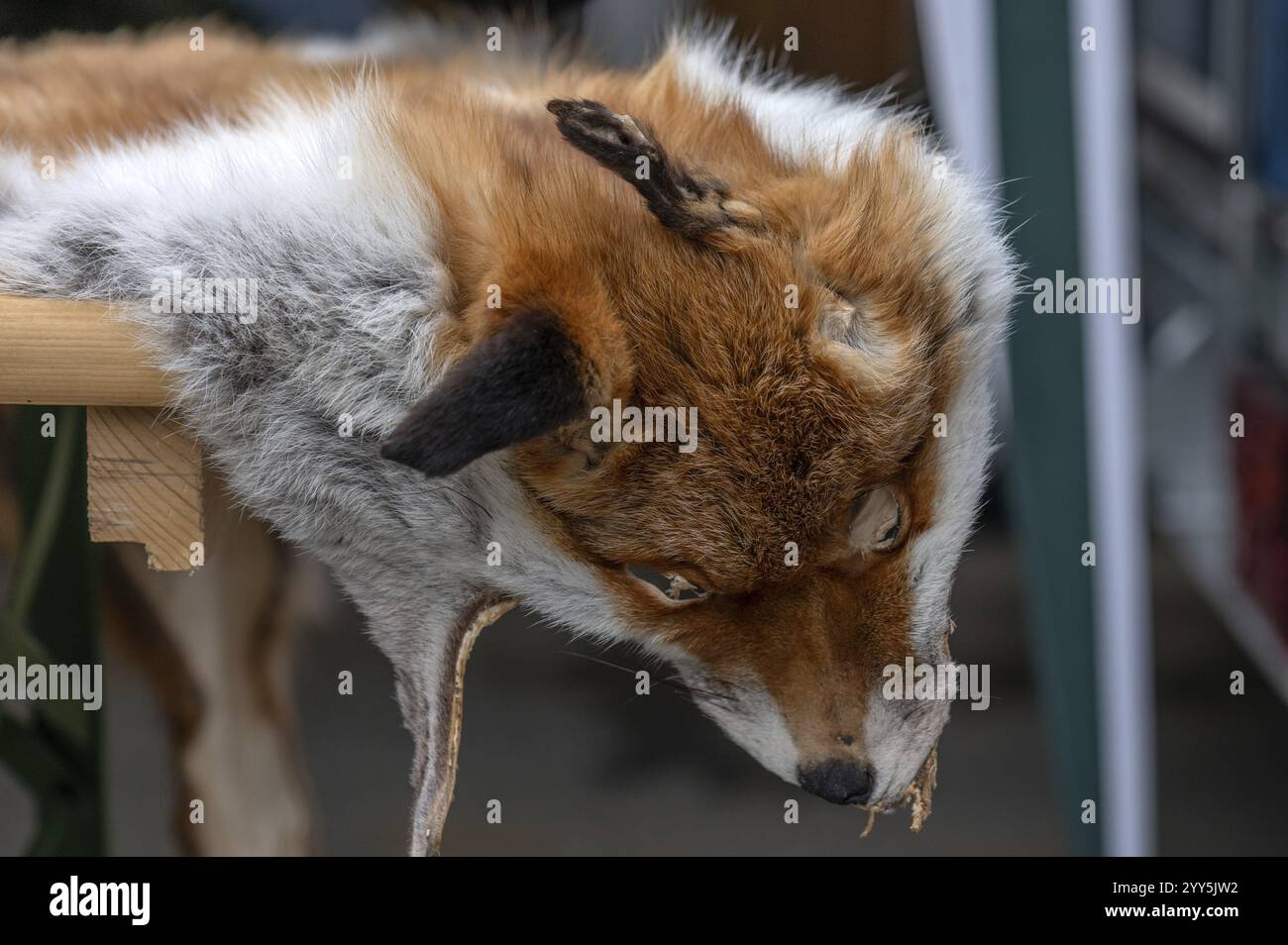 Fur skins of fox hi-res stock photography and images - Alamy