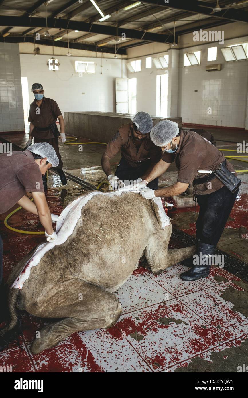 Camel slaughter (halal), Salalah slaughterhouse, Dhofar, Oman, Asia ...