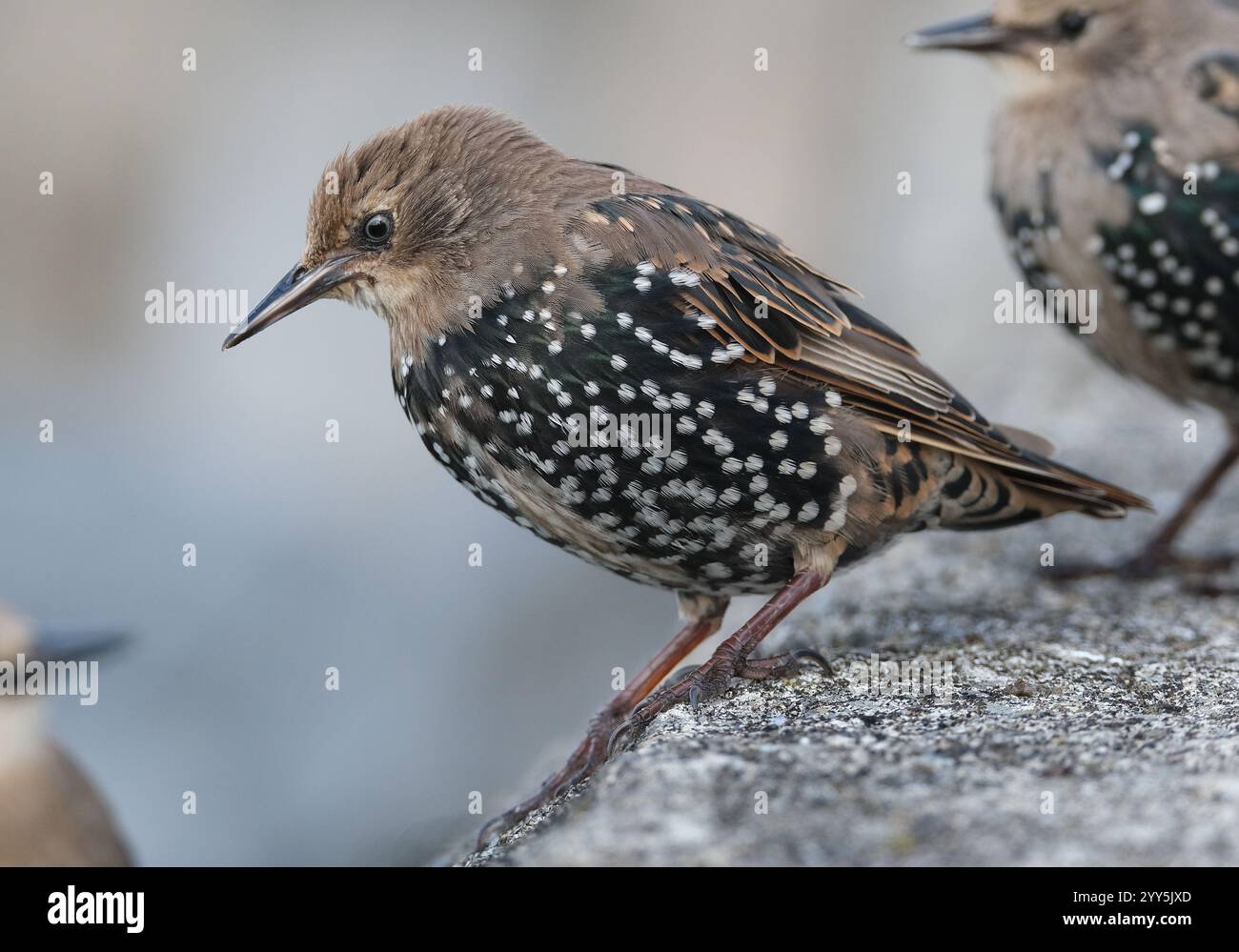 Smaller than Blackbirds, Starlings have a short tail, pointed head and ...