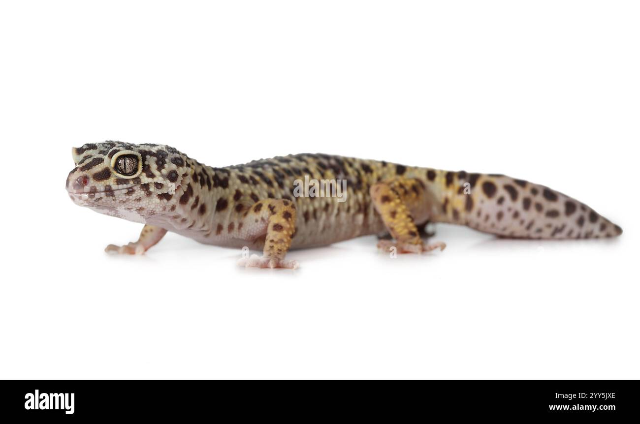 The leopard gecko (Eublepharis) is a crepuscular ground-dwelling lizard ...