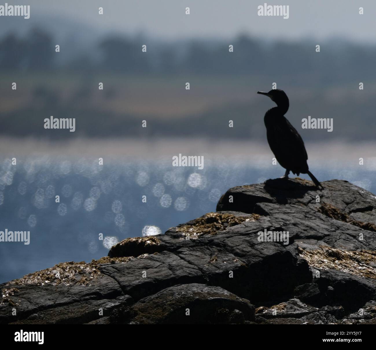 Phalacrocoracidae is a family of approximately 40 species of aquatic ...