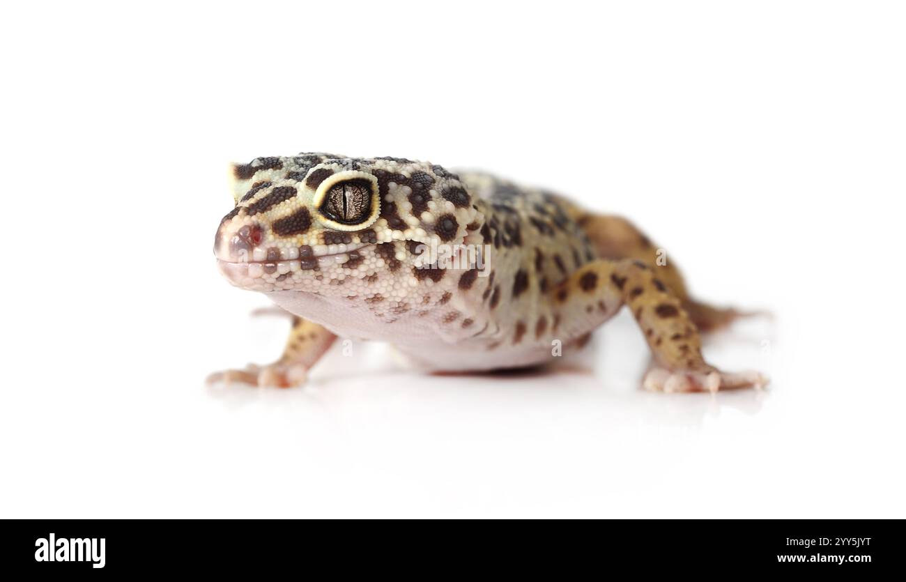 Portrait leopard gecko animals hi-res stock photography and images - Alamy