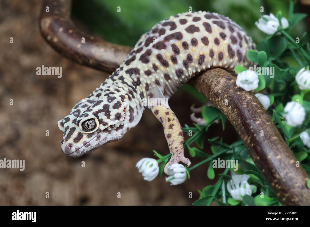 The leopard gecko (Eublepharis macularius) is an attractive little ...