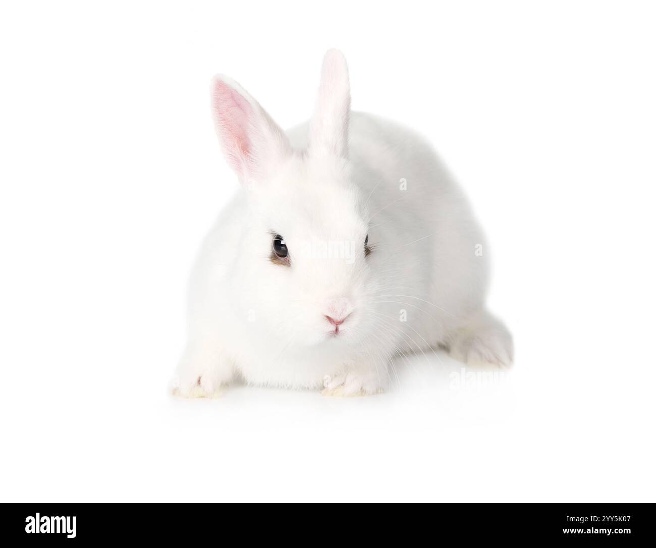 White fluffy Bunny isolated on white background Stock Photo - Alamy