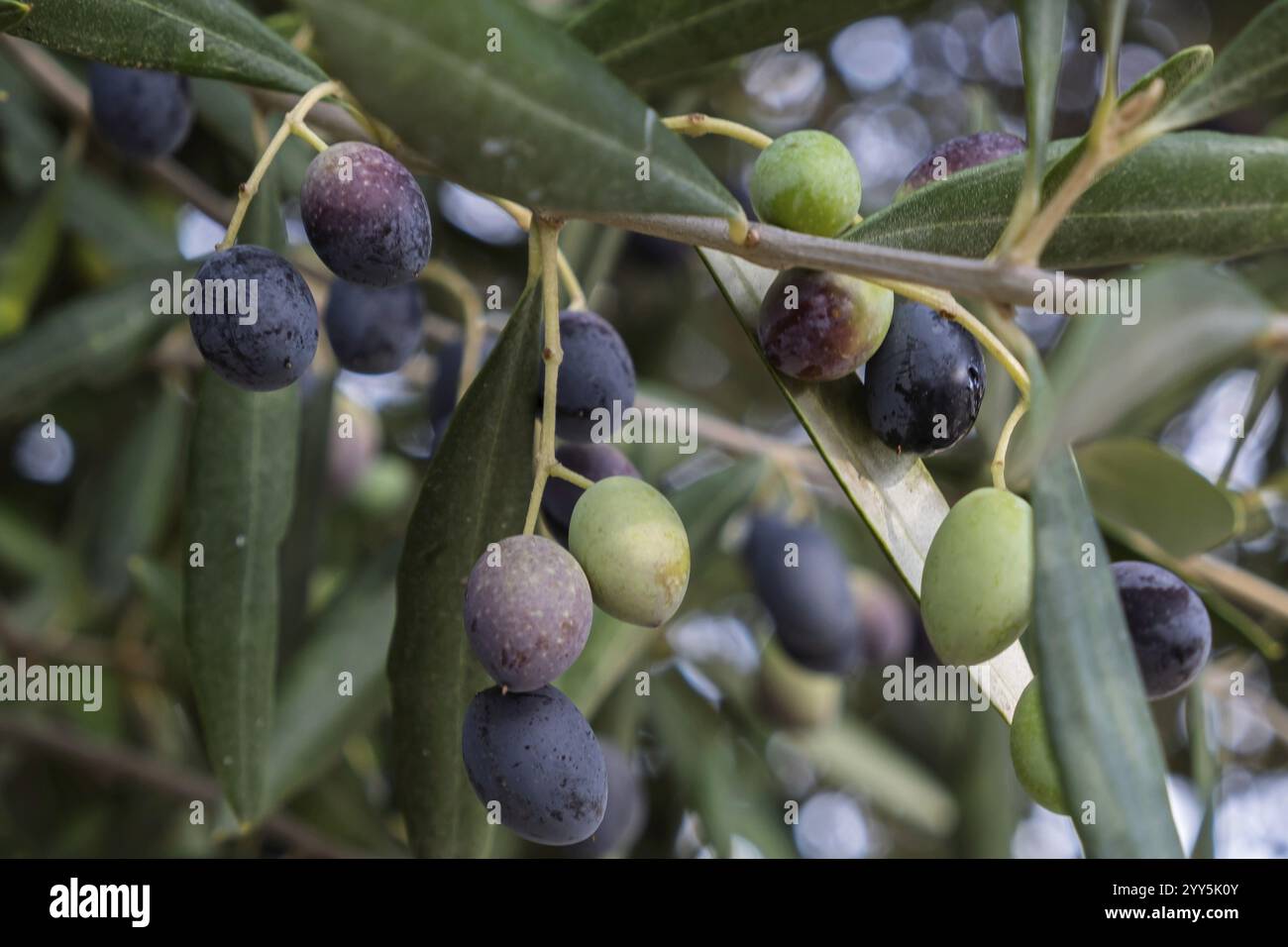 Olives in various stages of ripeness hanging from green branches ...