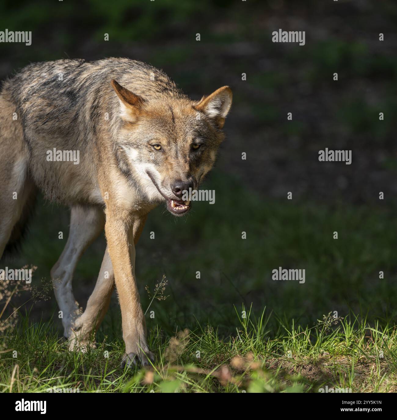 Wolf (Canis lupus) running through its territory, captive, Bavarian ...