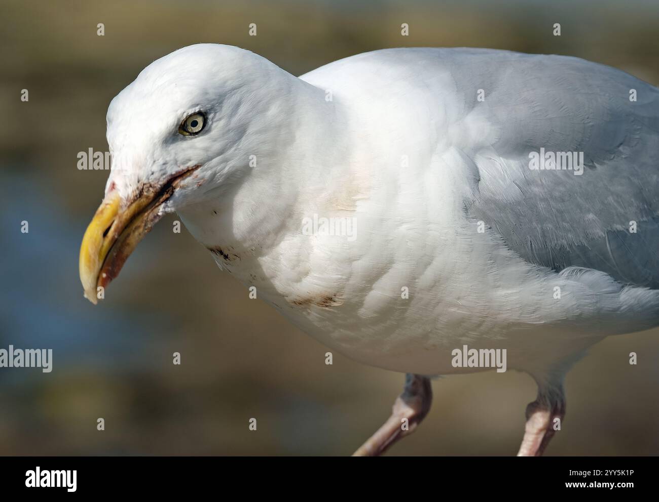 The common gull looks like a small, gentler version of the herring gull ...