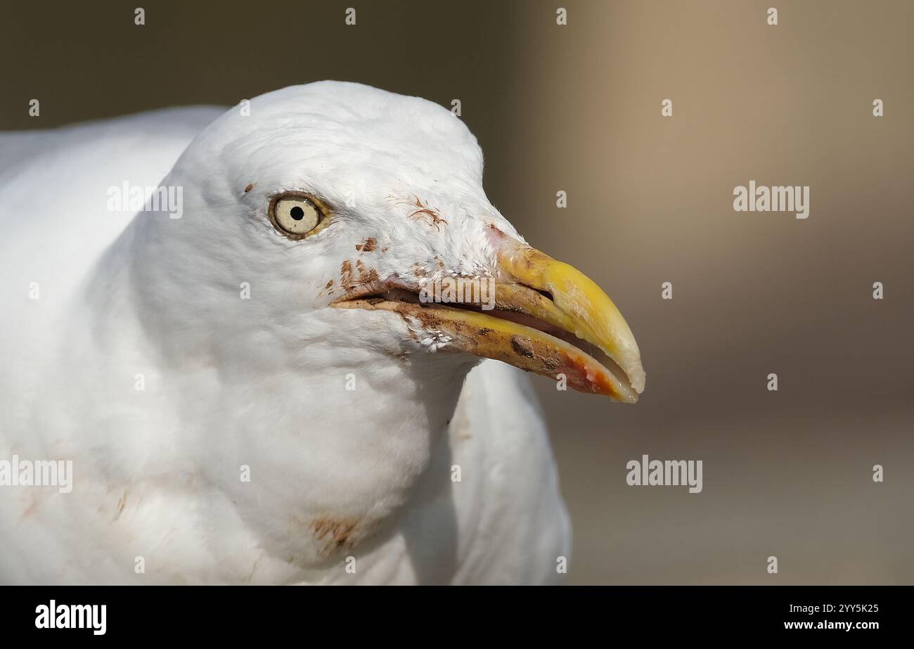 The common gull looks like a small, gentler version of the herring gull ...