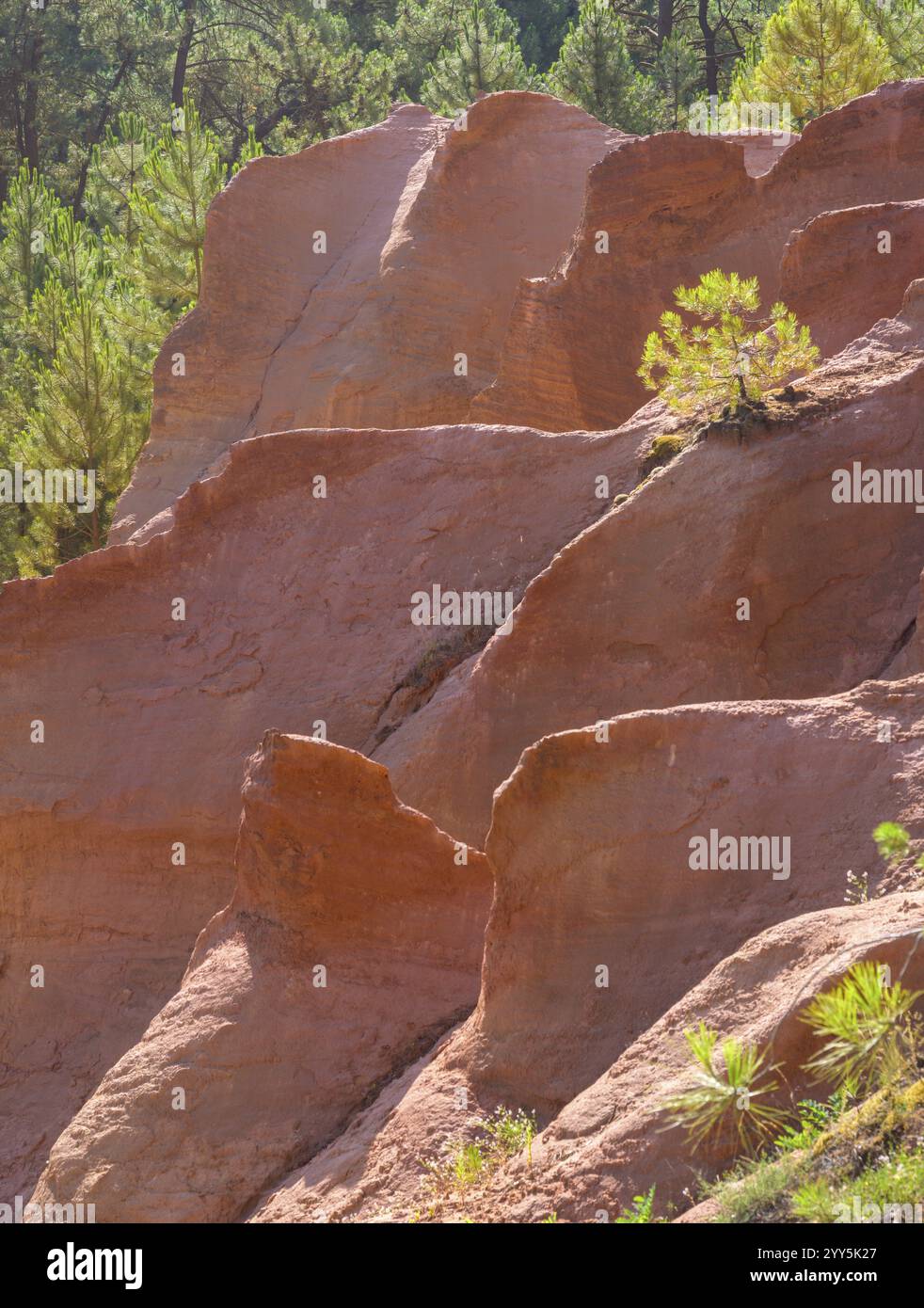 Small conifer and ochre rock of Roussillon, Departement Vaucluse ...