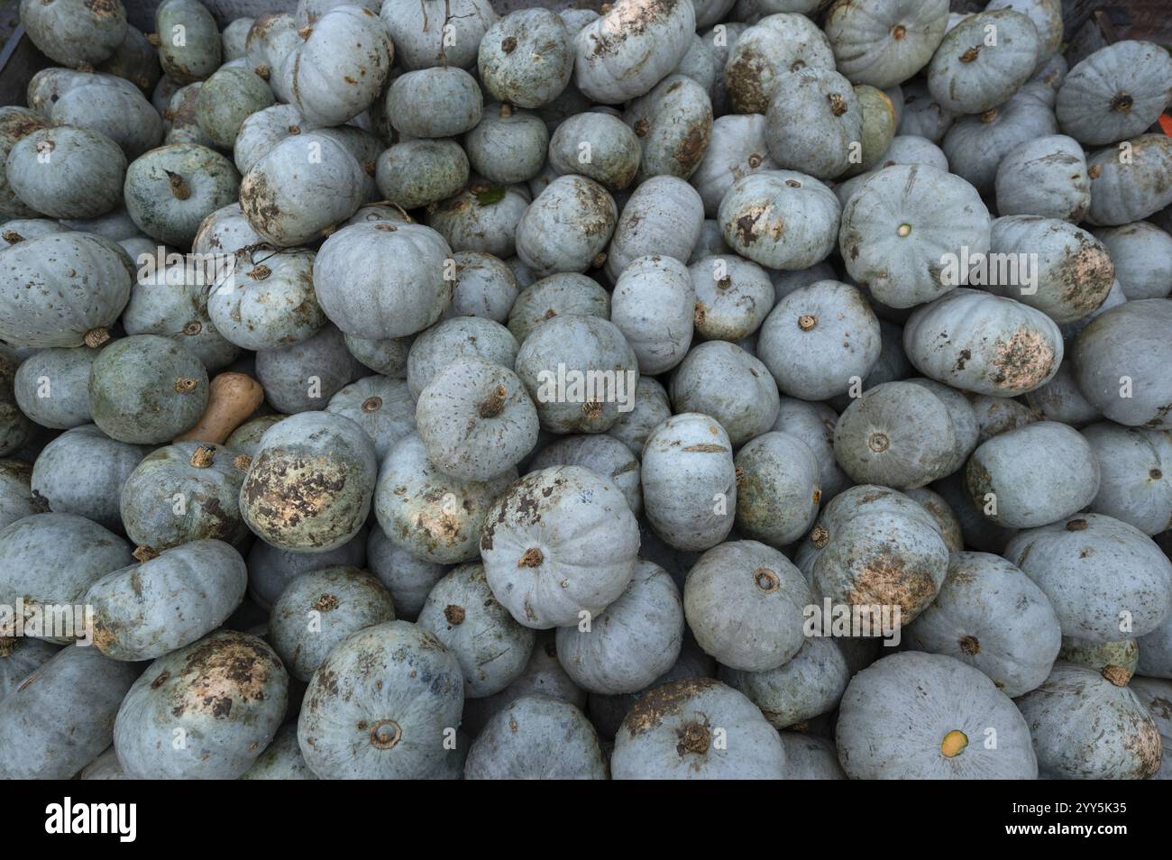 Pumpkins piled up for sale, Crown-Prince, Butternuts, Bavaria, Germany ...