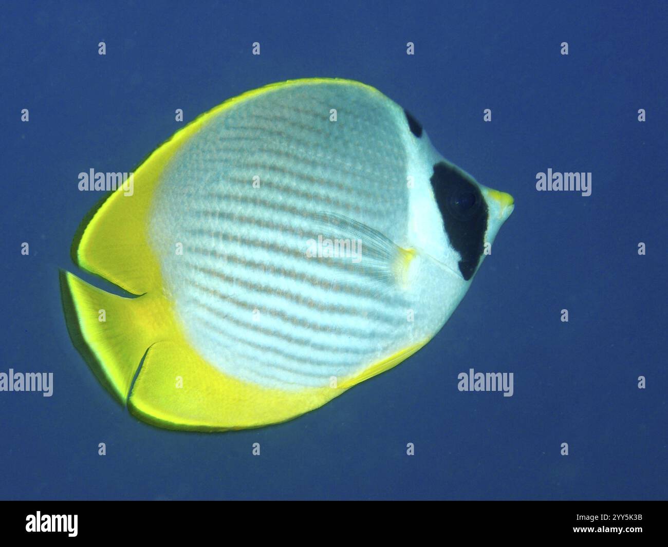 An oval Panda butterflyfish (Chaetodon adiergastos) with yellow and ...