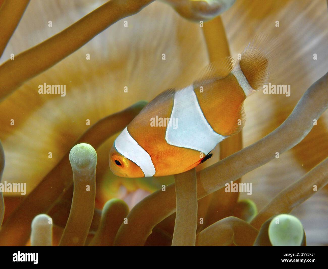 Close up underwater scene clownfish hi-res stock photography and images ...