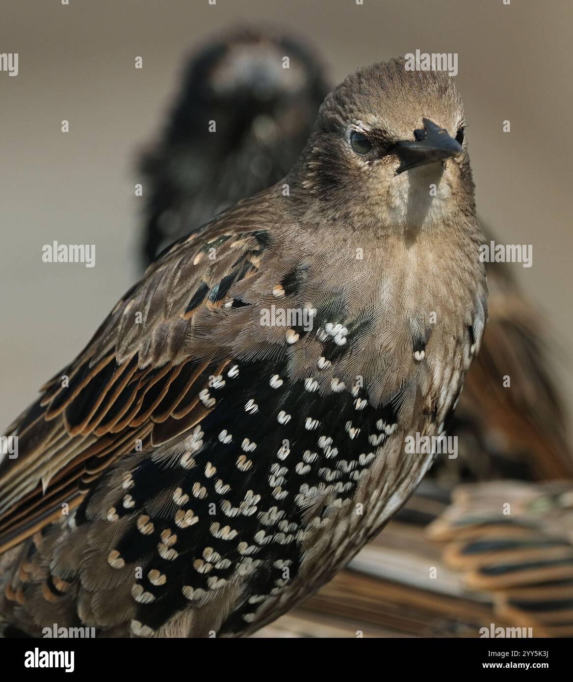 Smaller than Blackbirds, Starlings have a short tail, pointed head and ...