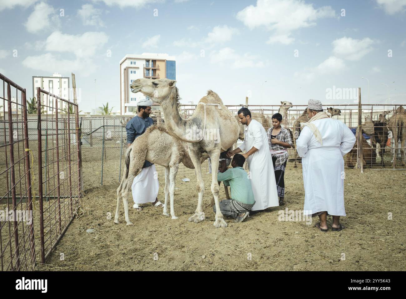 Camel trader with dromedaries (Camelus dromedarius), camel souk Salalah ...