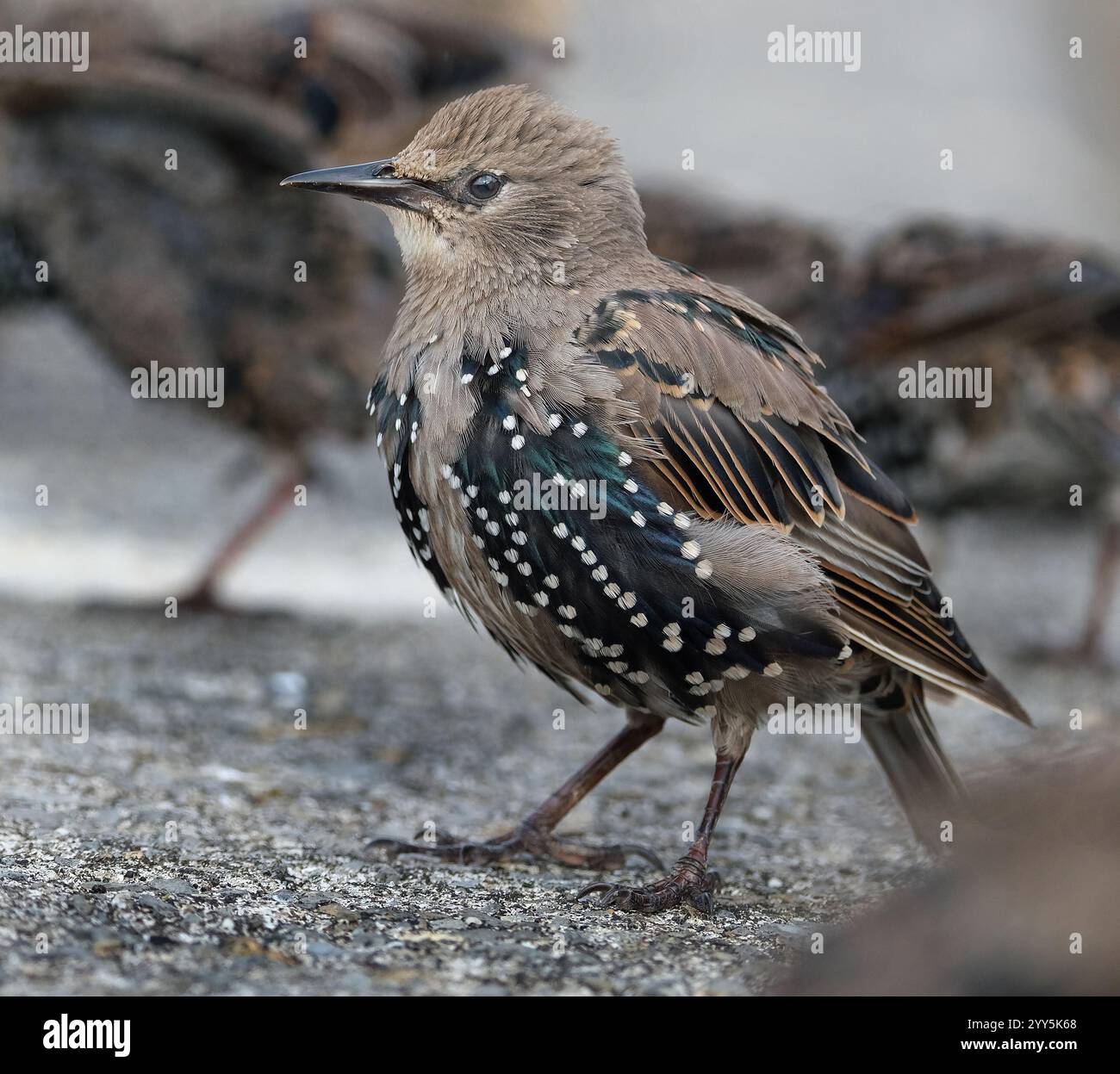 Smaller than Blackbirds, Starlings have a short tail, pointed head and ...