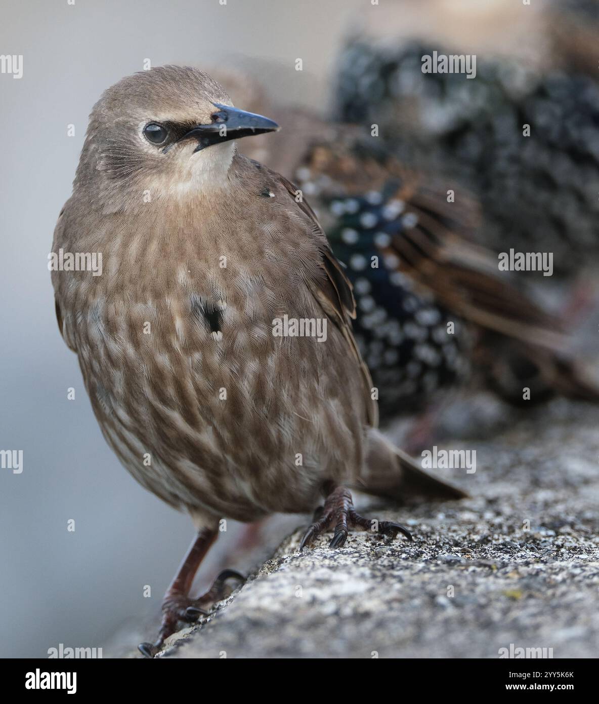 Smaller than Blackbirds, Starlings have a short tail, pointed head and ...