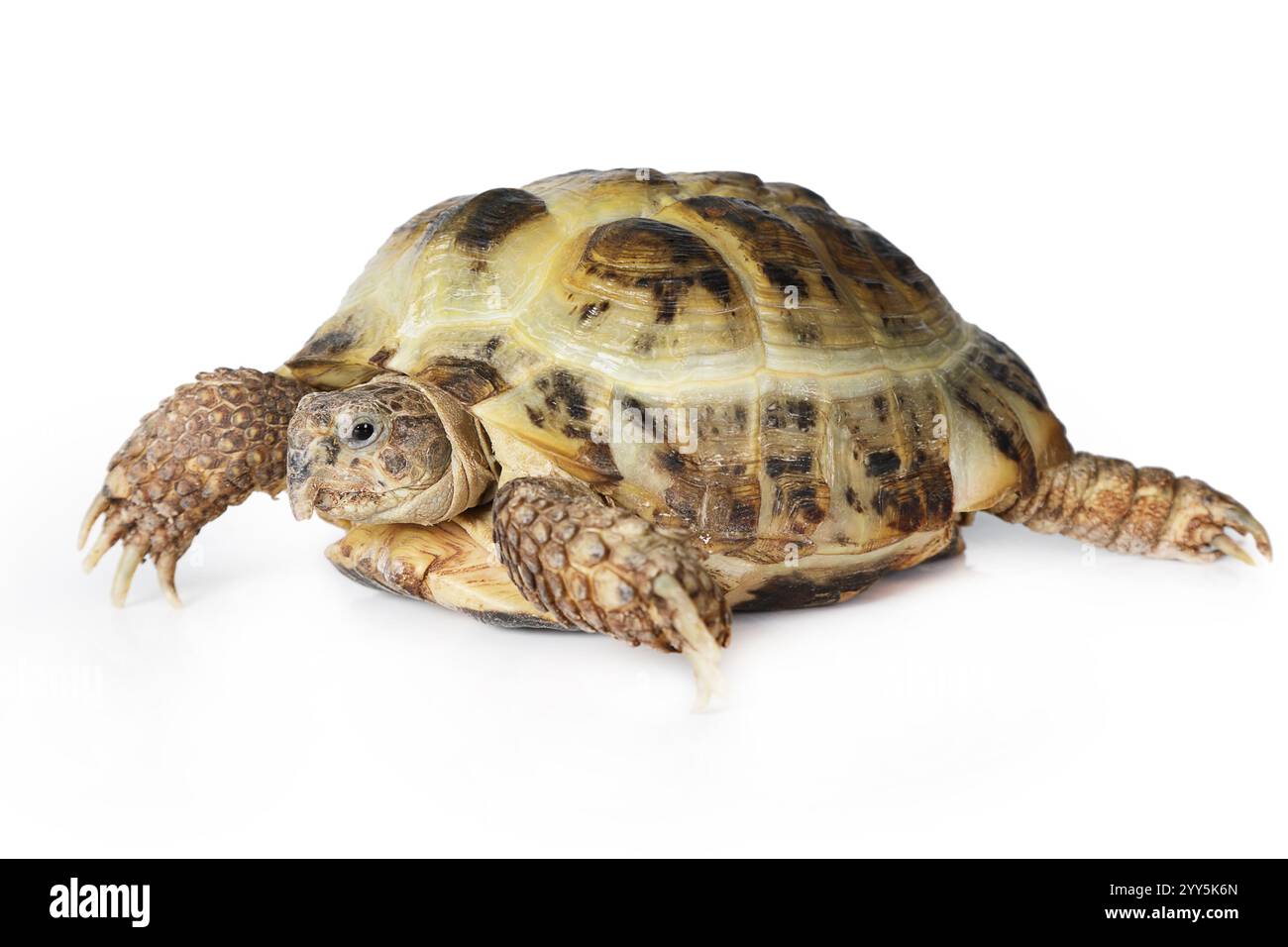 Shot beak Cut Out Stock Images & Pictures - Alamy