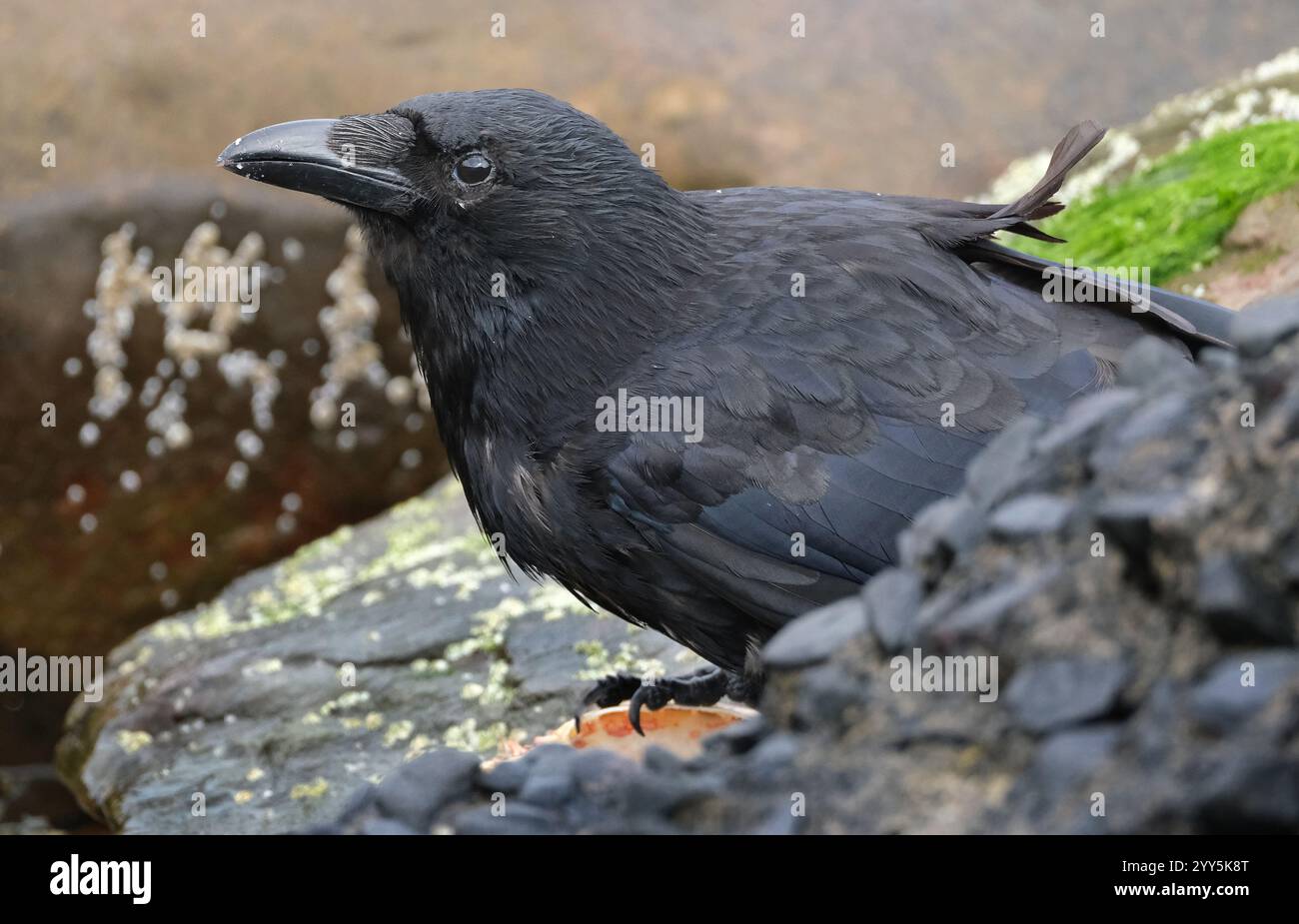 A crow is a bird of the genus Corvus, or more broadly, a synonym for ...