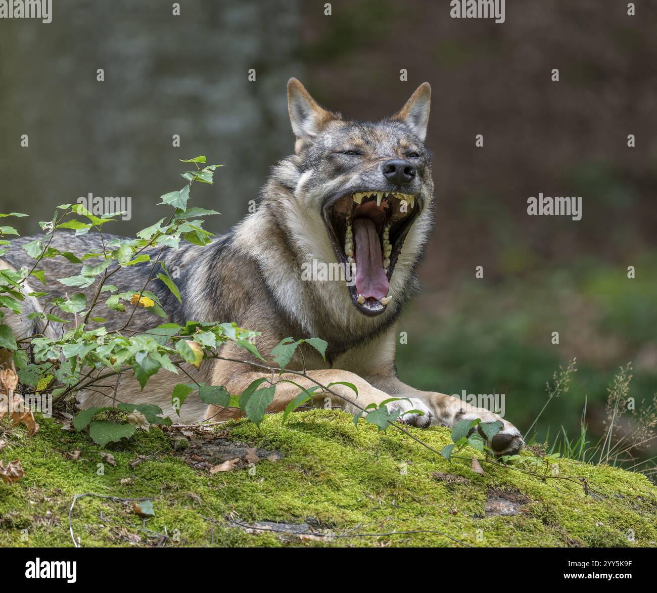 Wolf (Canis lupus) lying on a moss-covered rock and yawning, teeth ...