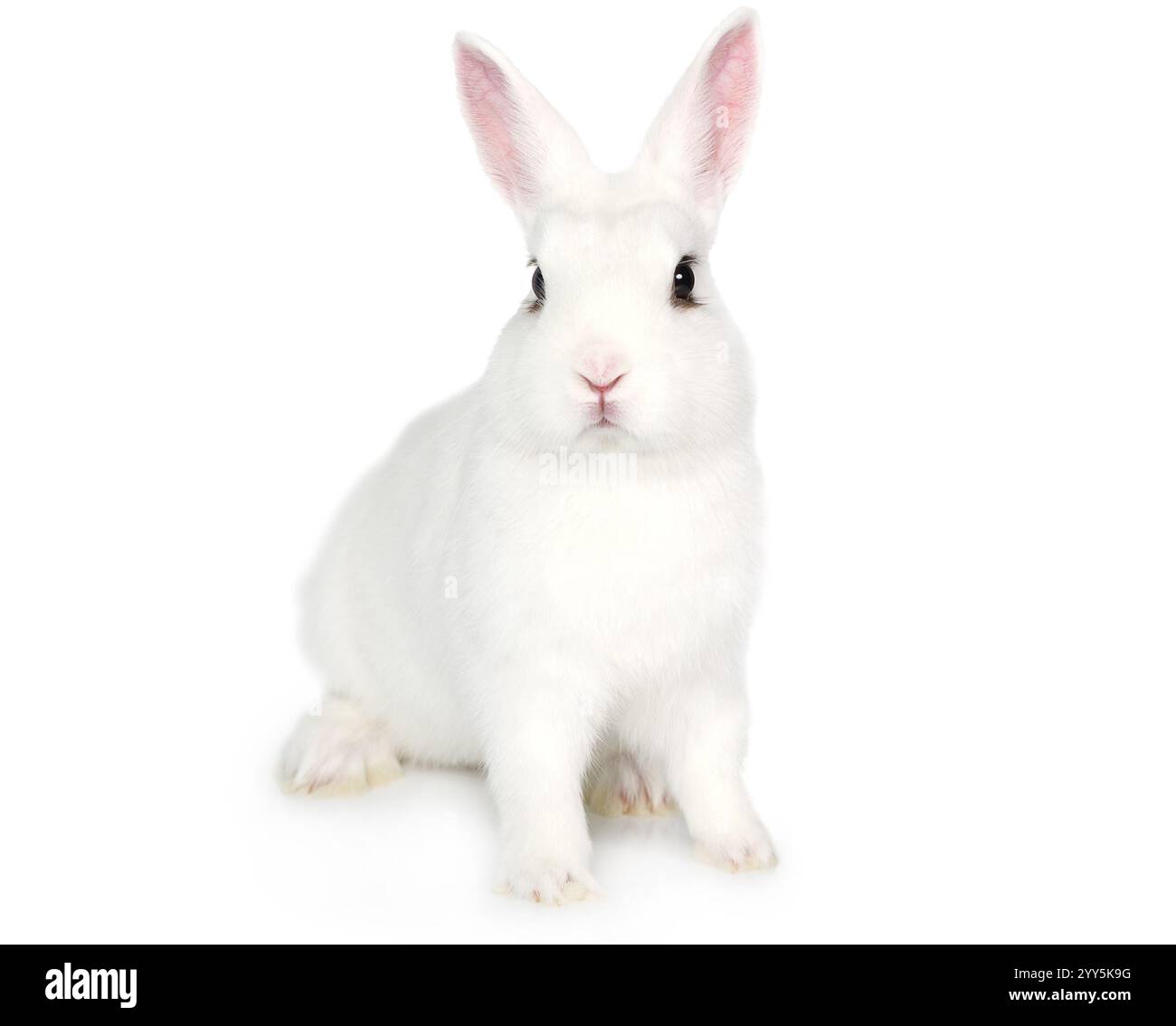 Cute white fluffy Bunny isolated on white background Stock Photo - Alamy