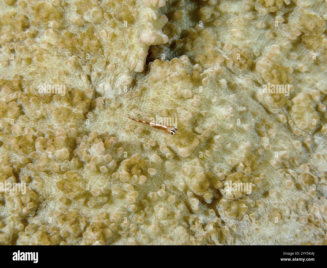 Goby gobiidae camouflaged on coral hi-res stock photography and images ...