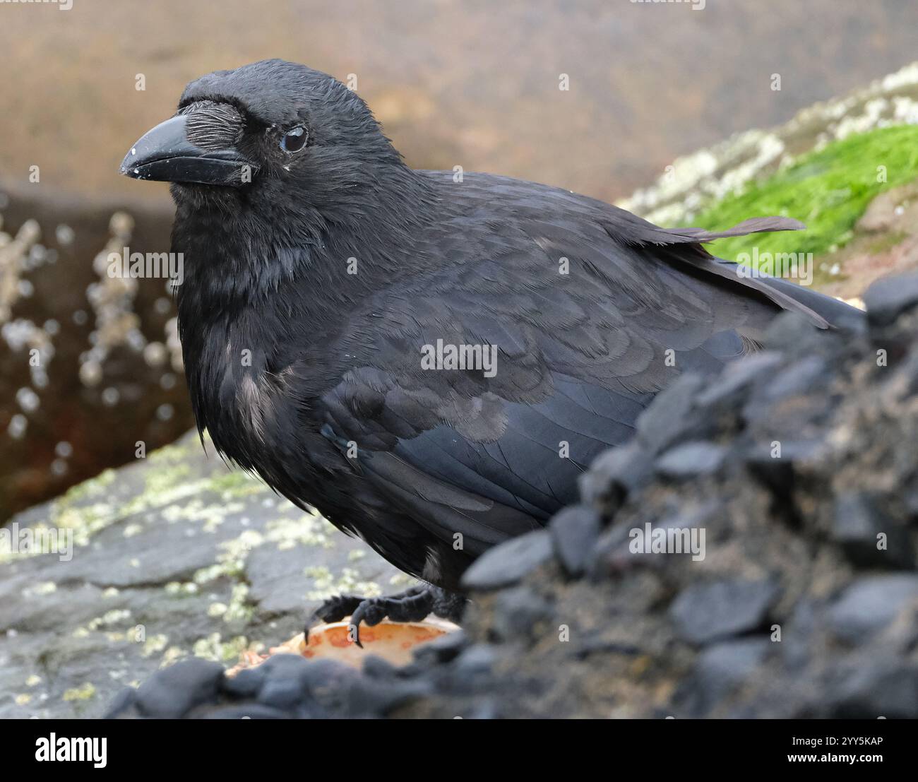A crow is a bird of the genus Corvus, or more broadly, a synonym for ...