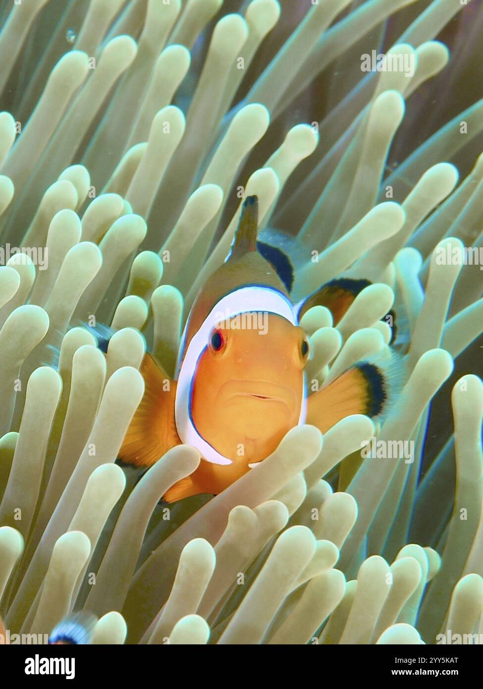 An Ocellaris Clownfish (Amphiprion ocellaris), Nemo, looks curiously ...