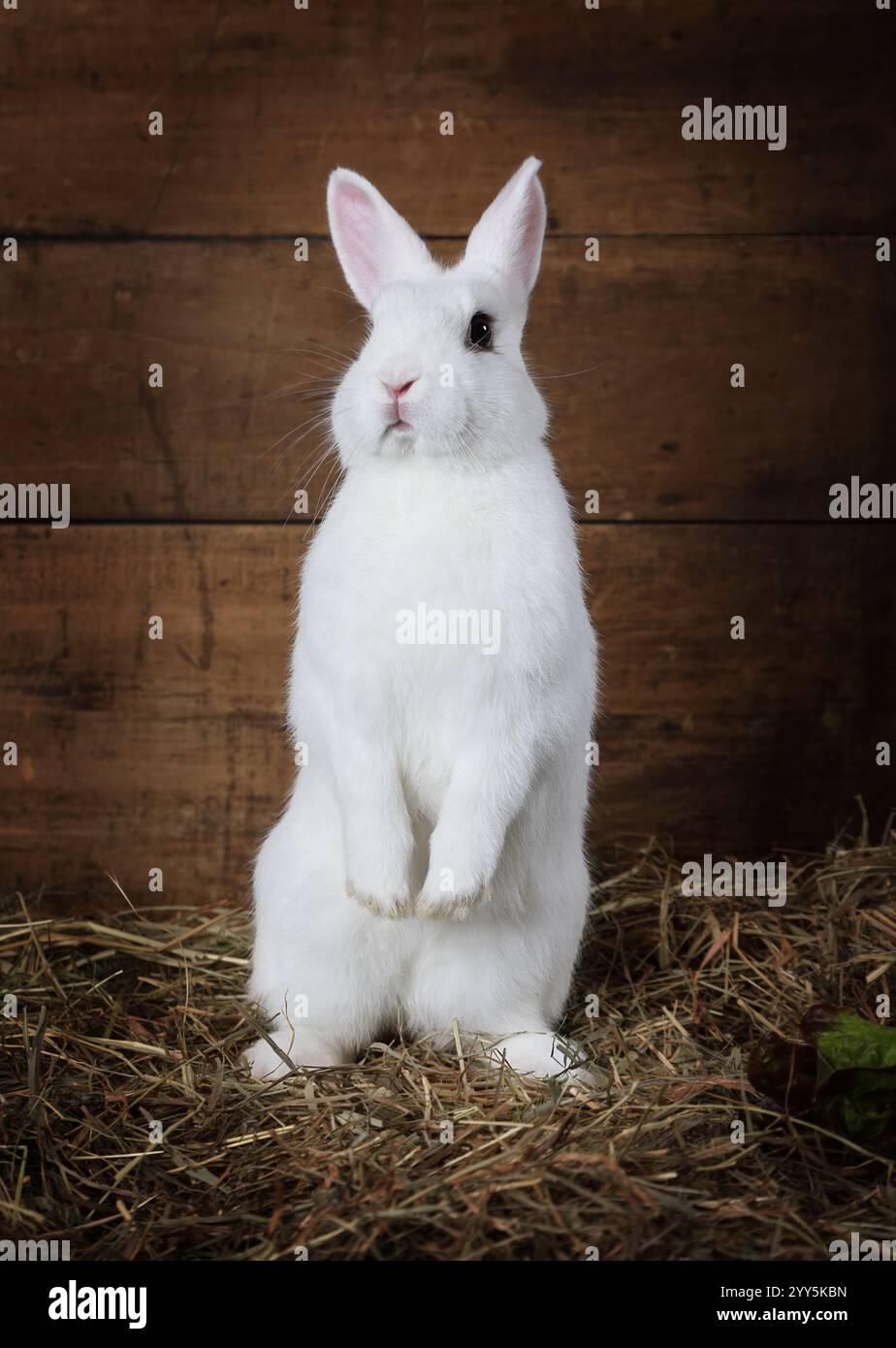 Funny white fluffy rabbit standing on hind legs indoors Stock Photo - Alamy