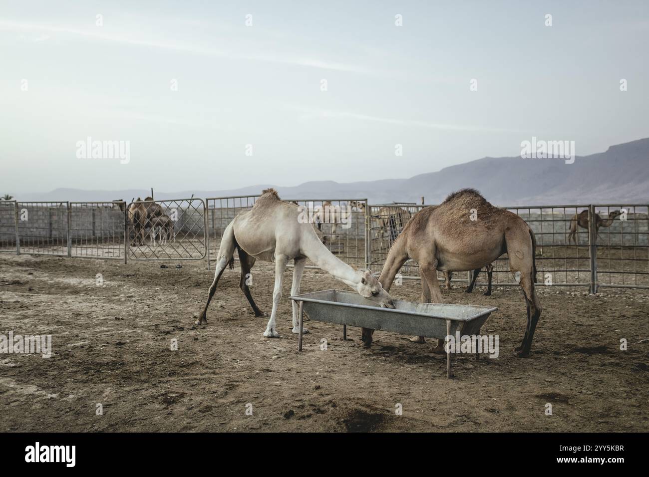 Dromedaries (Camelus dromedarius) eating concentrated feed, camel farm ...