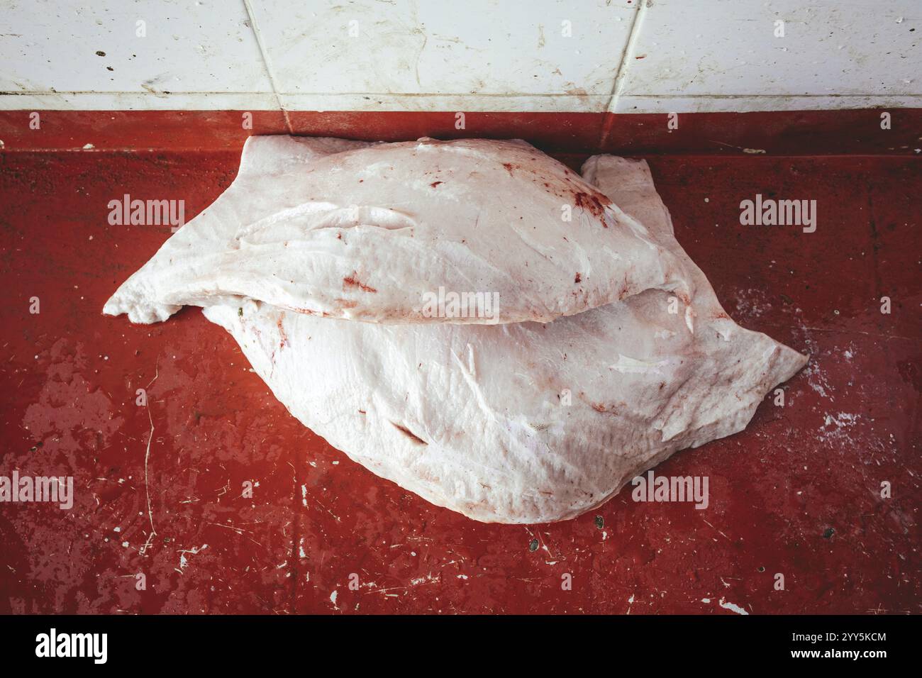 Camel fat, cutting up a slaughtered dromedary (camelus dromedarius ...