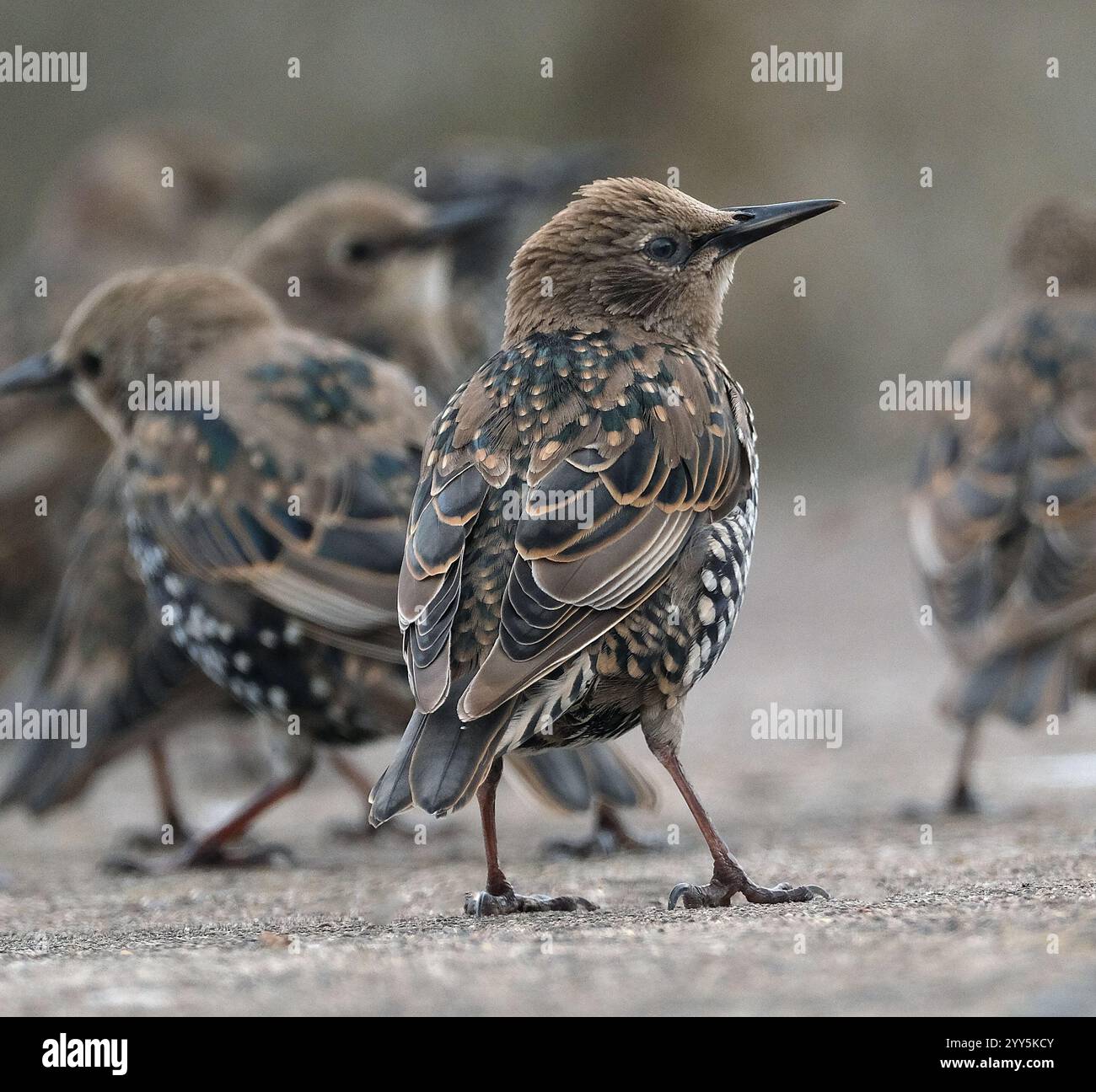 Smaller than Blackbirds, Starlings have a short tail, pointed head and ...