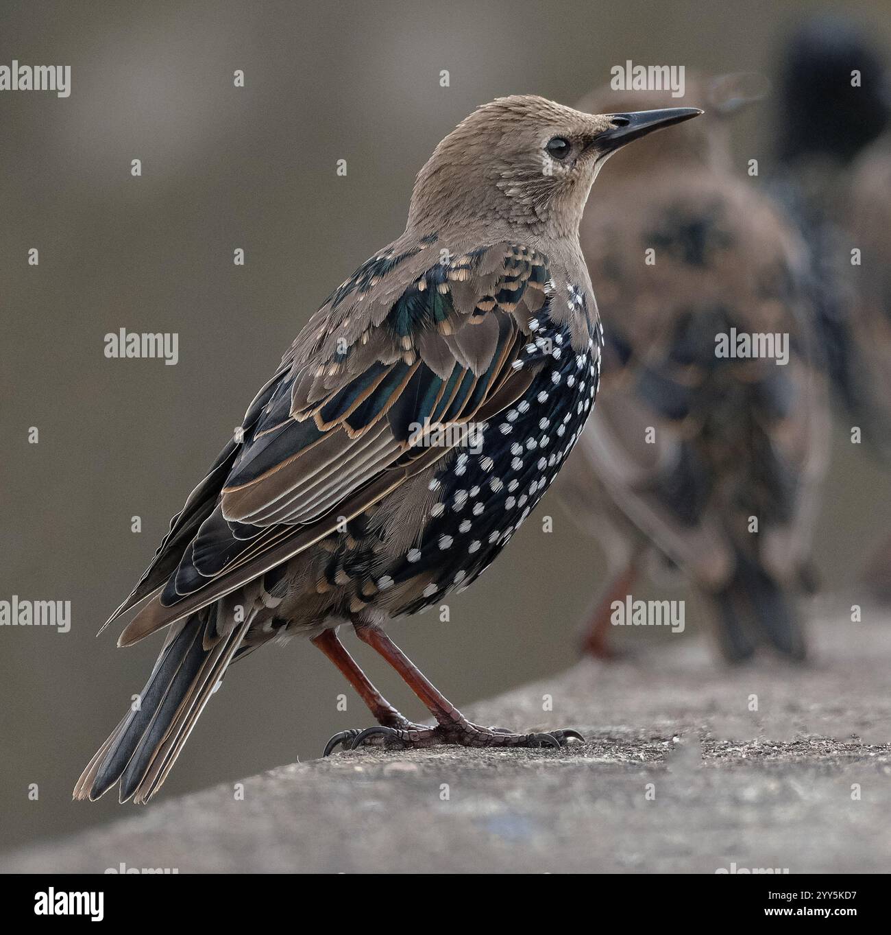Smaller than Blackbirds, Starlings have a short tail, pointed head and ...
